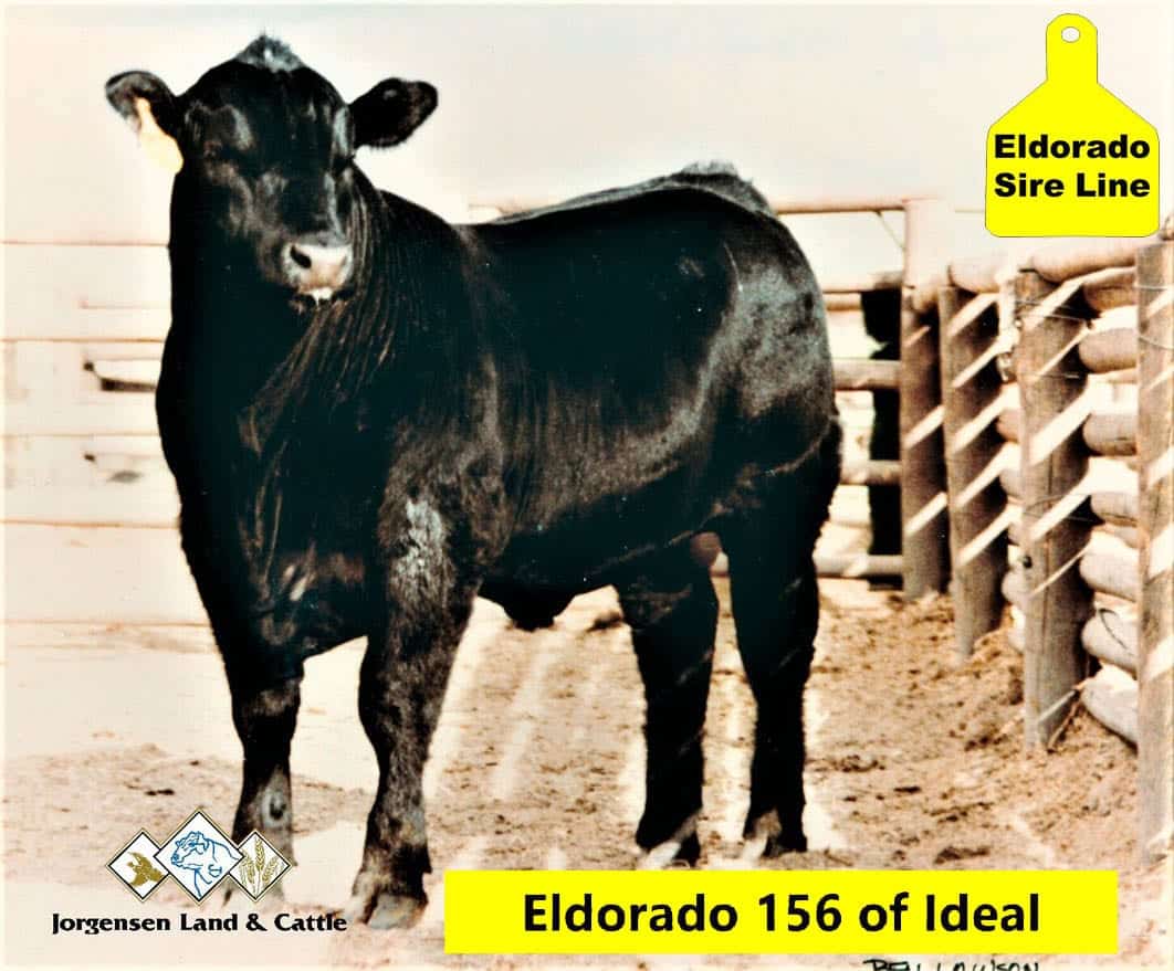 Jorgensen Sire Lines - Jorgensen Land & Cattle