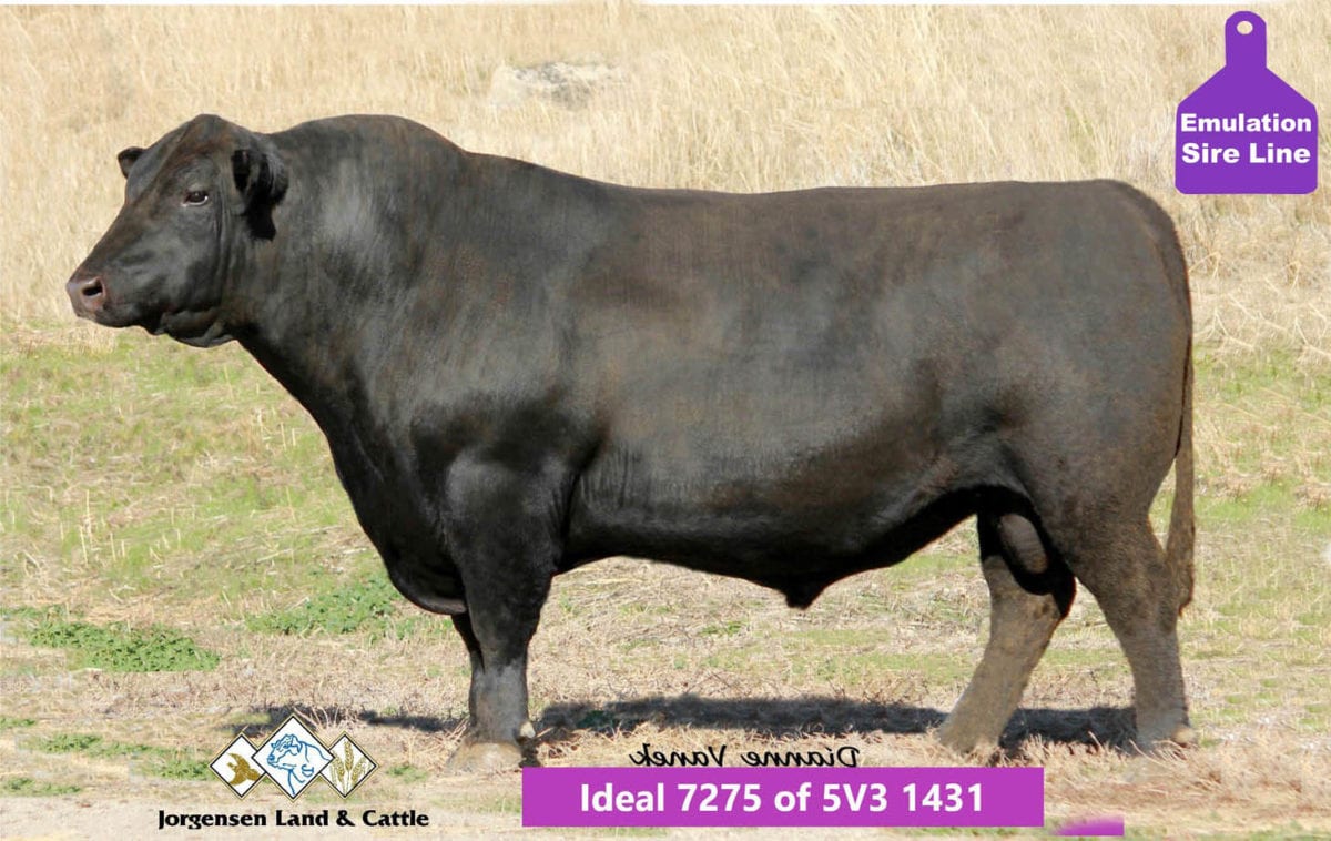 Jorgensen Sire Lines - Jorgensen Land & Cattle