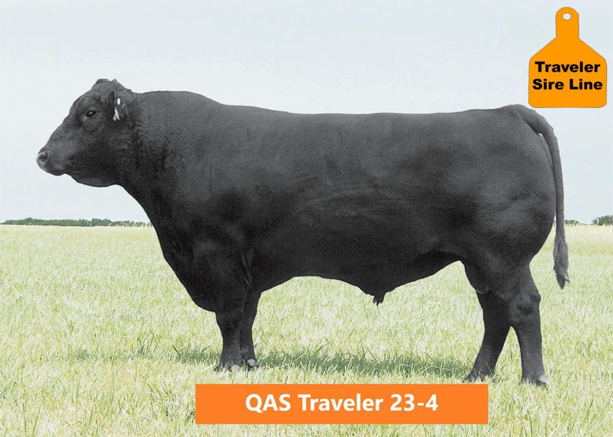 Jorgensen Sire Lines - Jorgensen Land & Cattle