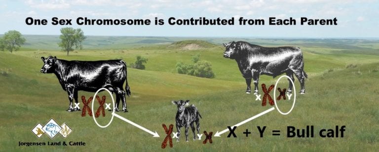 Sire Lines and Cattle Breeding: Understanding Genetics | Jorgensen Land ...