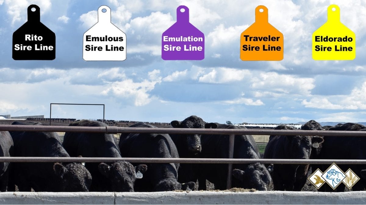 Sire Lines and Cattle Breeding | Jorgensen Land & Cattle