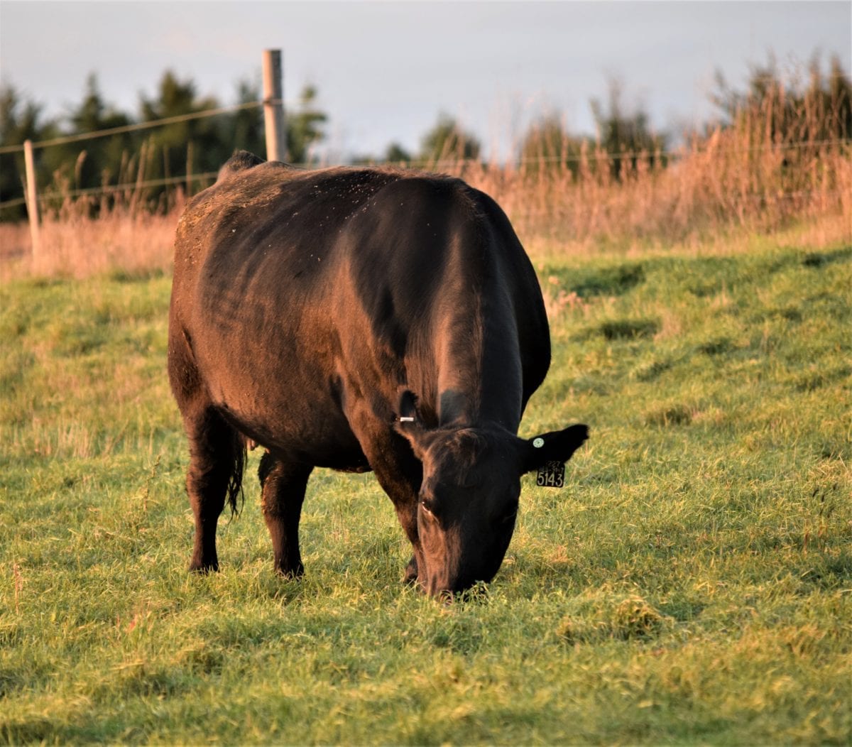 Sire Lines and Breeding Part 2 | Jorgensen Land & Cattle