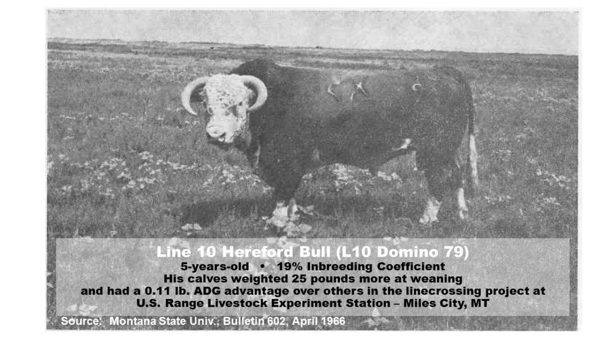 Sire Lines and Breeding Part 2: Lessons in Angus Genetics | Jorgensen ...