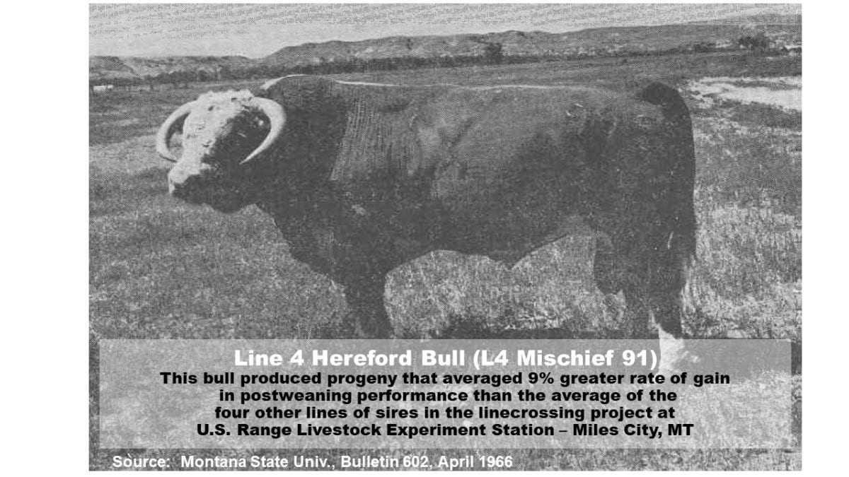 Sire Lines and Breeding Part 2: Lessons in Angus Genetics | Jorgensen ...