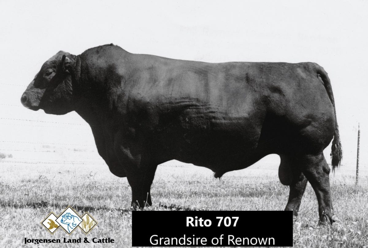 Sire Lines and Breeding Part 2 | Jorgensen Land & Cattle