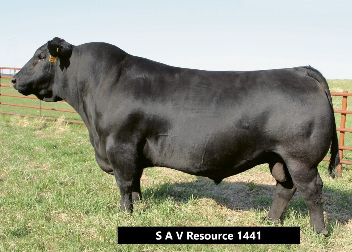 Sire Lines and Breeding Part 2: Lessons in Angus Genetics | Jorgensen ...