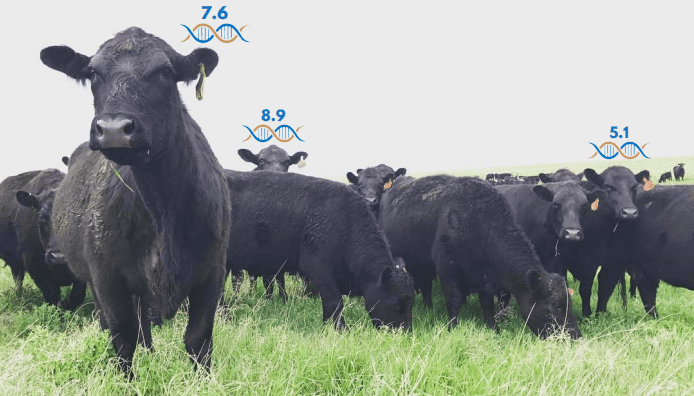 Ideal Beef Genetics - Jorgensen Land & Cattle