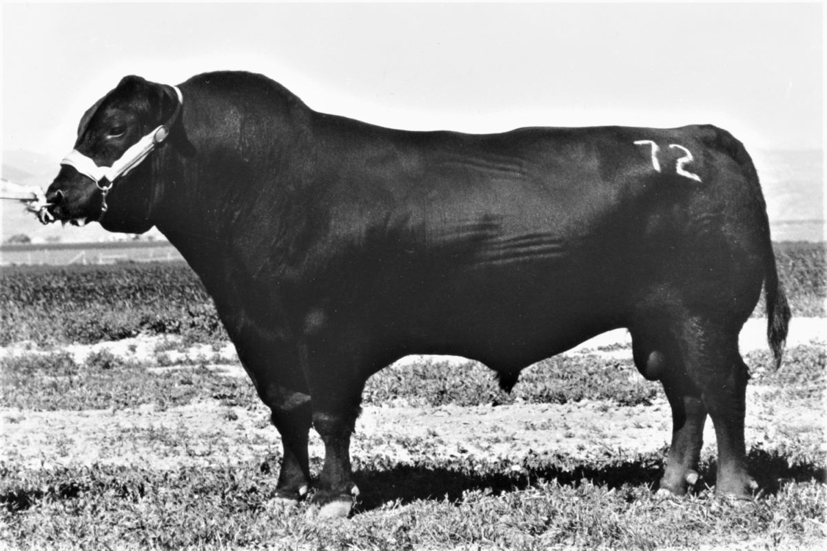 50th Anniversary Production Sale - Jorgensen Land & Cattle