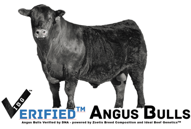 Ideal Beef Genetics - Jorgensen Land & Cattle
