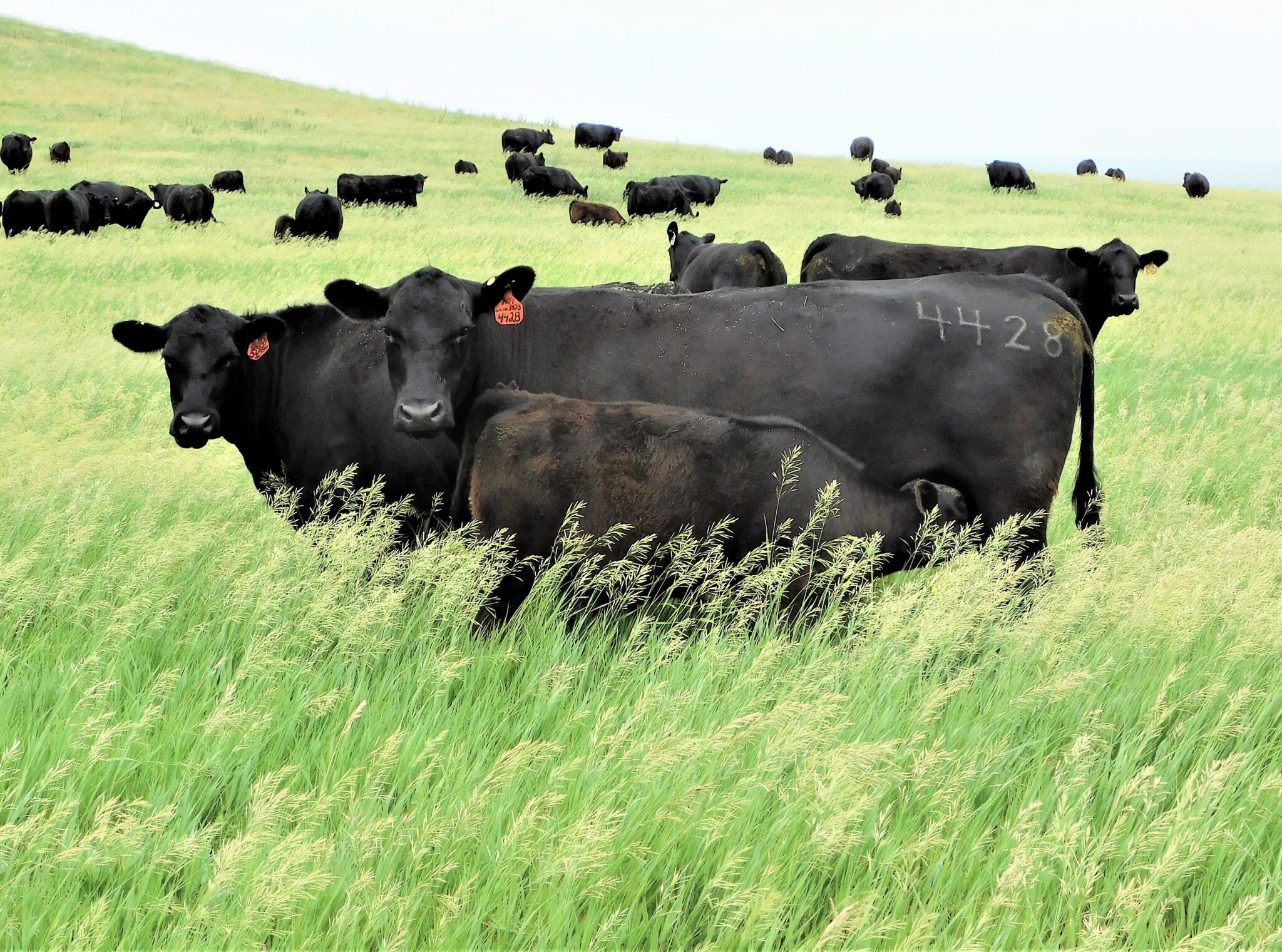 Exploring the Various Uses of Motherlode Cattle | Jorgensen