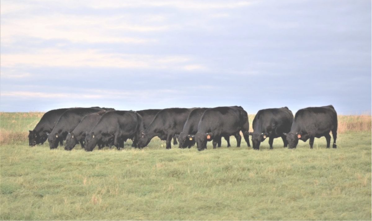 Choosing Angus Bulls: Why Small, Consistent Upgrades Beat Big Swings ...